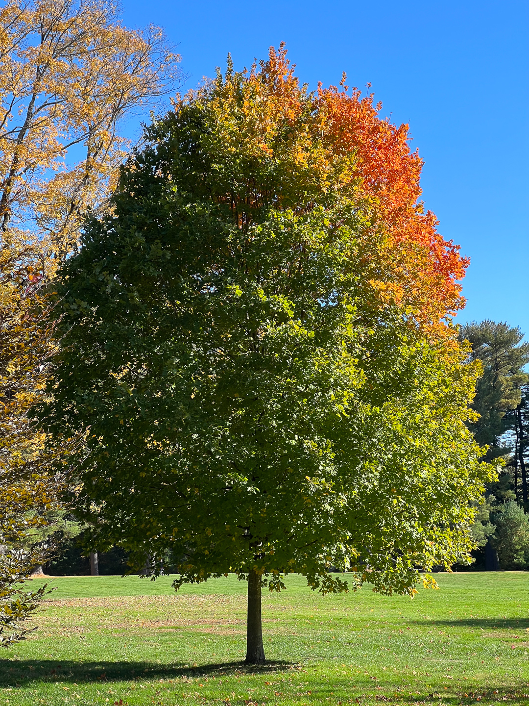 Mansions, Trees, and the Golden Hour - Read This Blog!